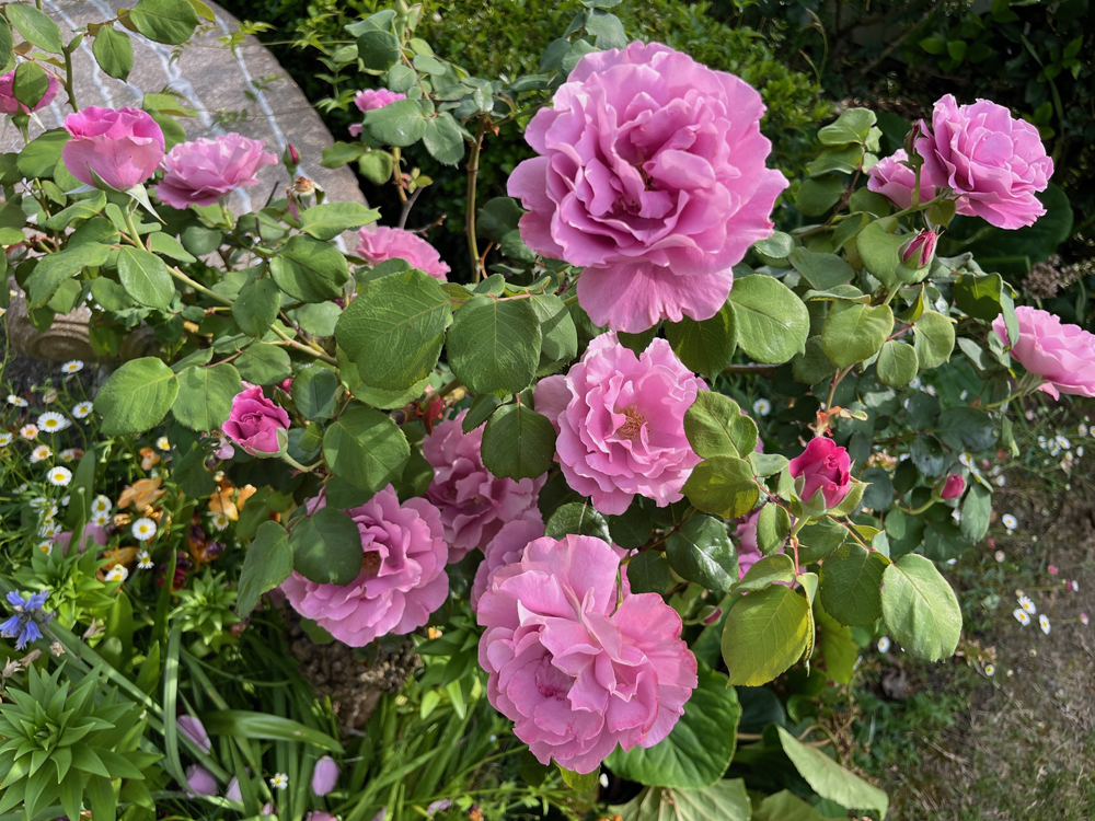 The Art of Gardening — Lamorinda Weekly