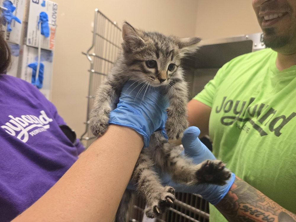 Joybound receives 25 kittens displaced from Orange County emergency ...